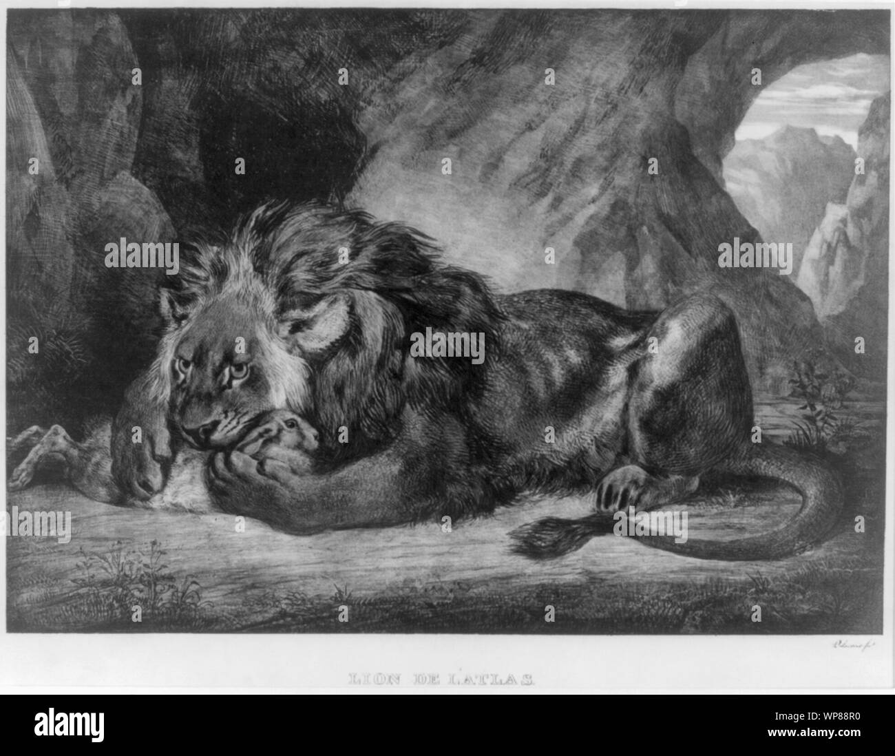 Lion de l'Atlas Stock Photo - Alamy