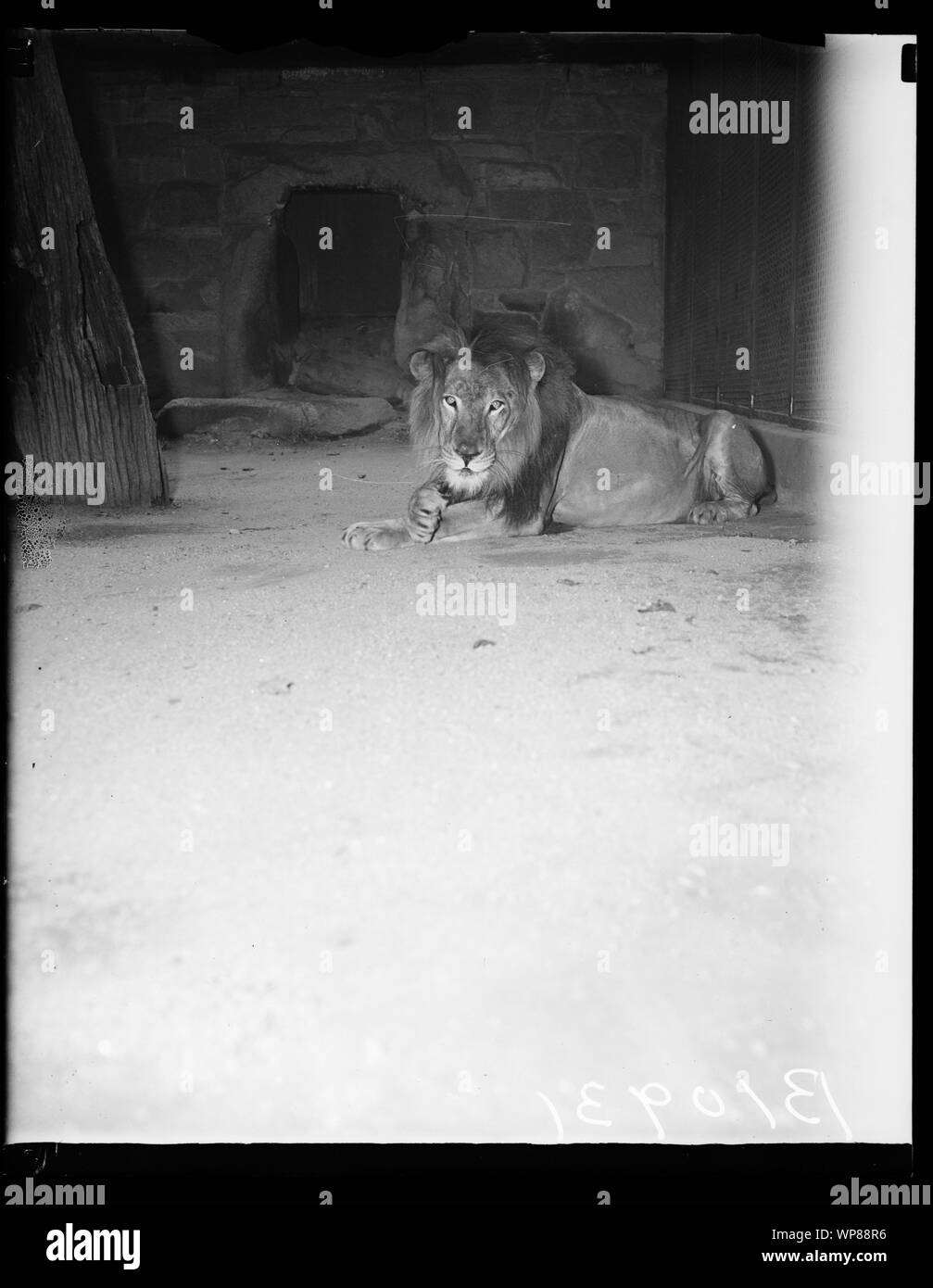 Lion at Wash. Zoo Stock Photo - Alamy