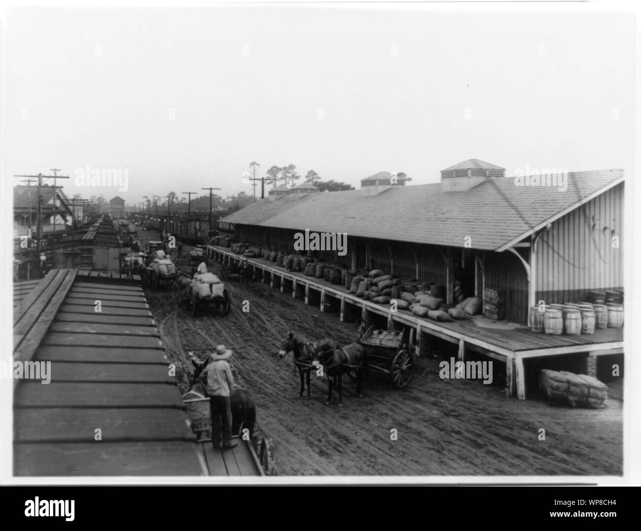 Loading potatoes, Florida Stock Photo - Alamy