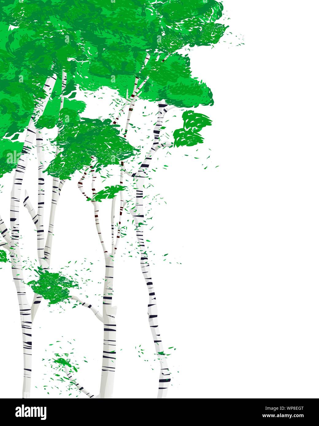 Silver birch or warty birch Stock Vector Images - Alamy