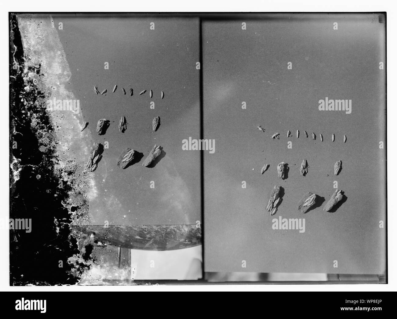 Locust eggs hi-res stock photography and images - Alamy