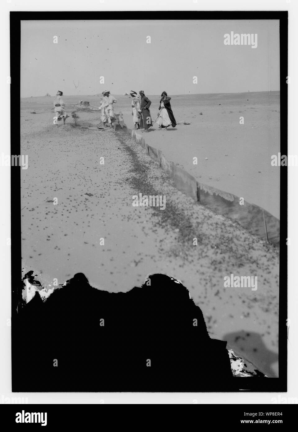 Locust plague, wall to trap Stock Photo - Alamy