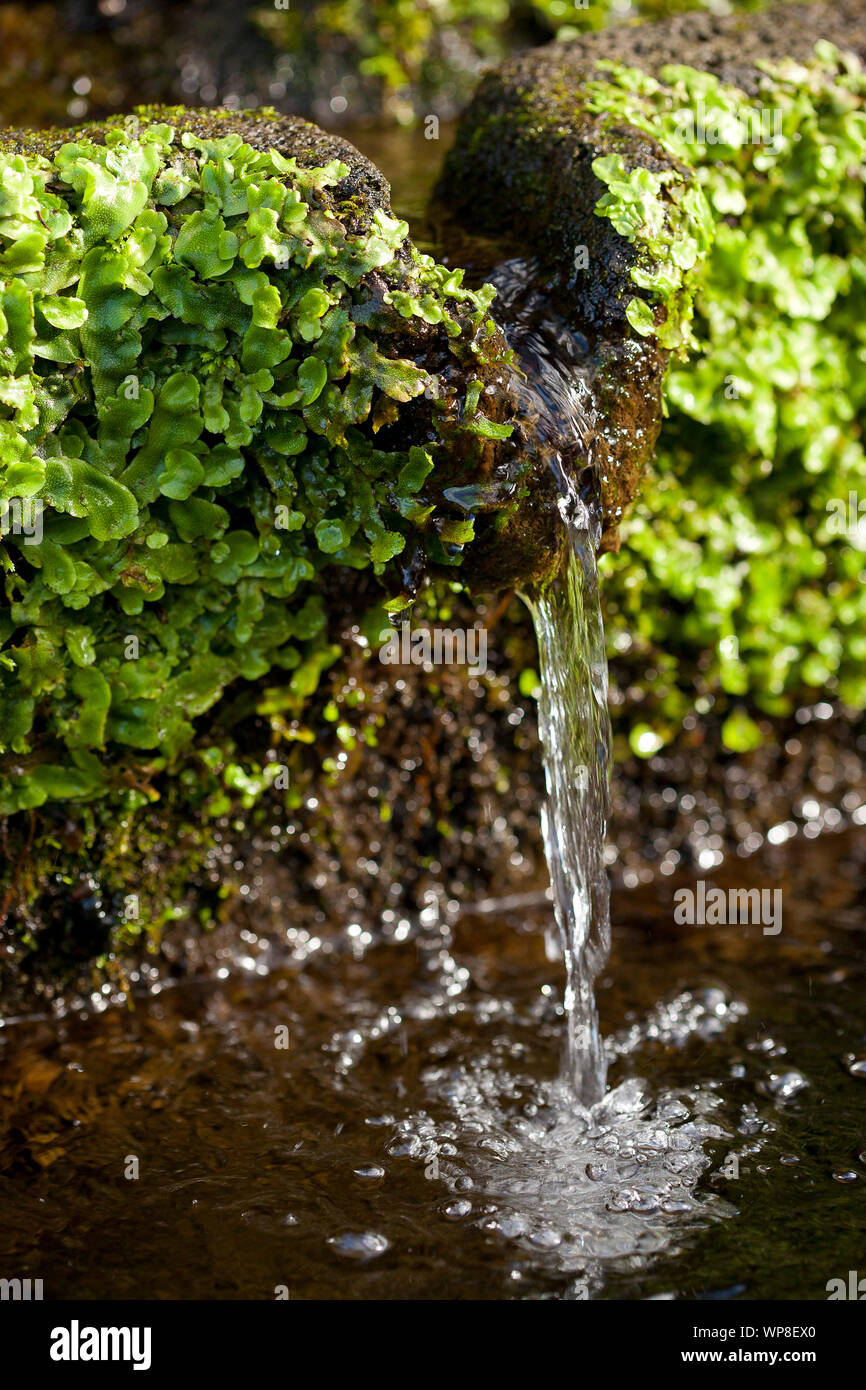 Water flowing from small fountain surrounded by green algae Stock Photo ...