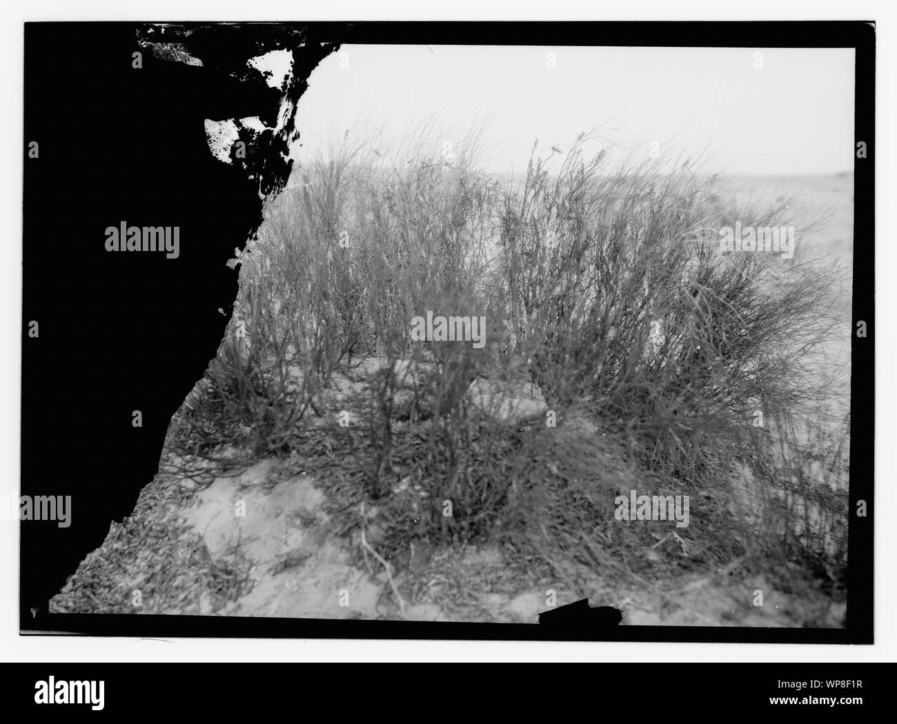 Crop destruction locusts hi-res stock photography and images - Alamy