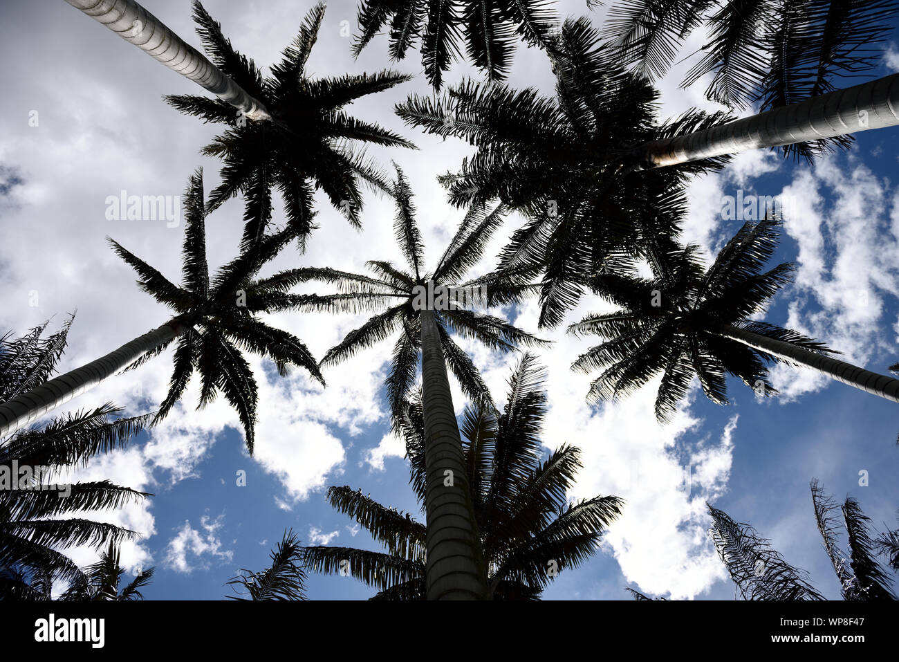 Quindío wax palm colombia hi-res stock photography and images - Alamy