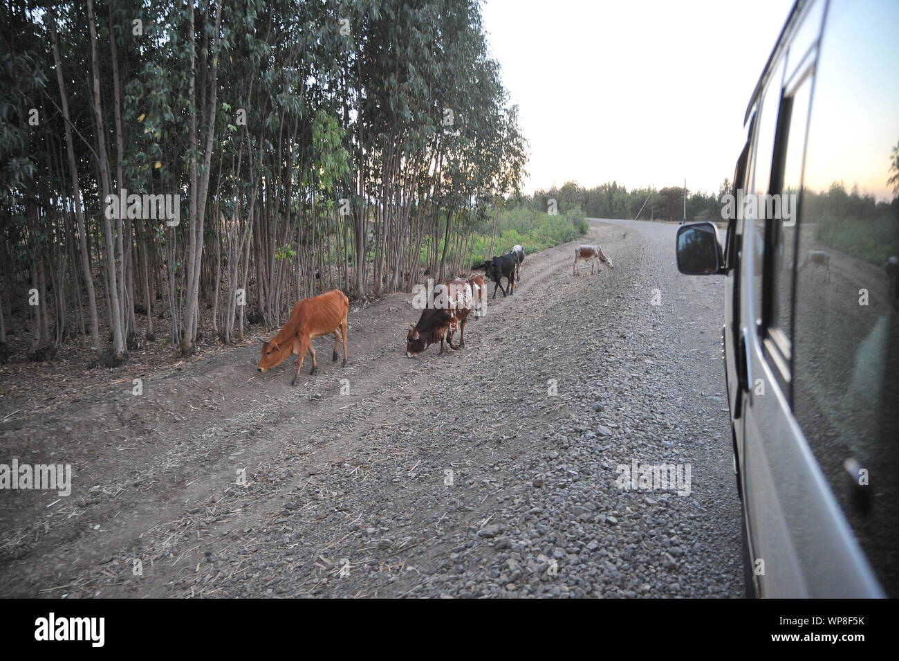 African brown cows walking hi-res stock photography and images - Alamy