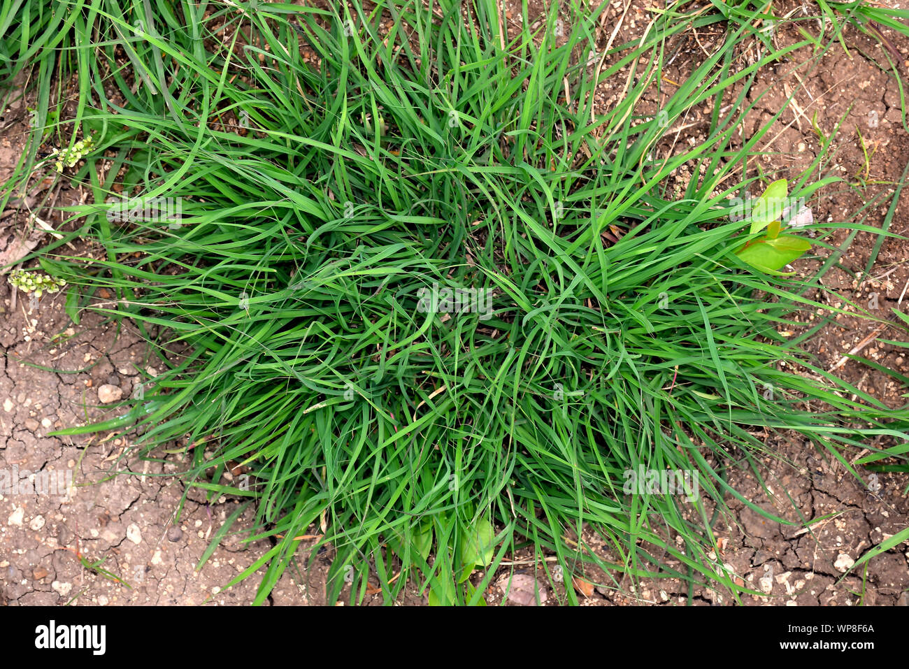 green bunch of grass and ground Stock Photo - Alamy