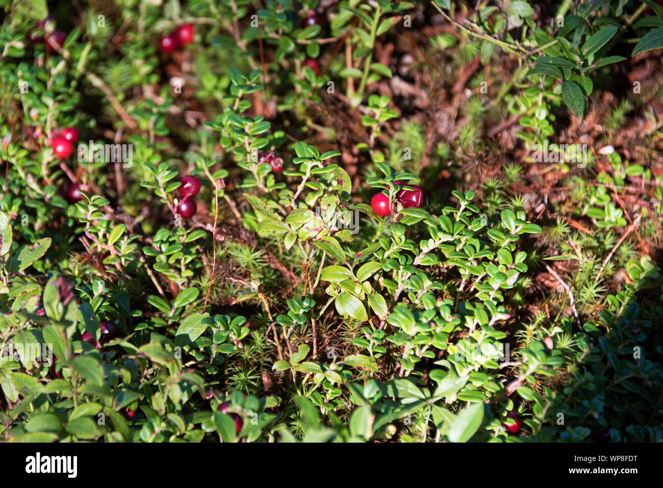 Mountain Cranberry with berries (Vaccinium vitis-idaea), Seal Harbor ...