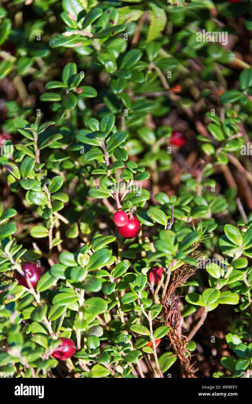 Mountain Cranberry with berries (Vaccinium vitis-idaea), Seal Harbor ...