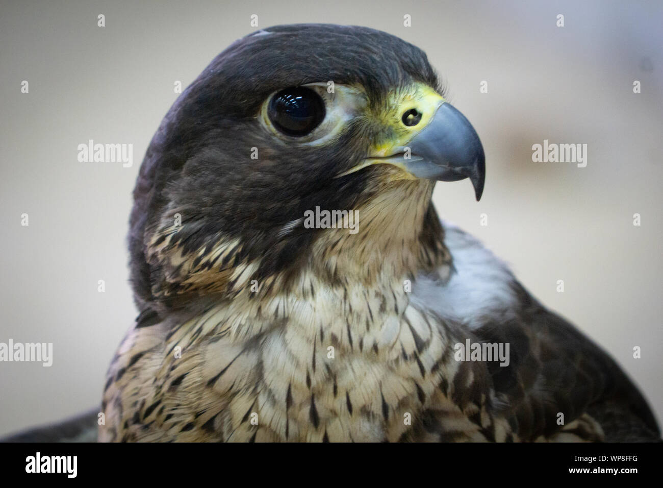 Falcons used in the ancient art and sport of Arabic falconry, in Doha ...