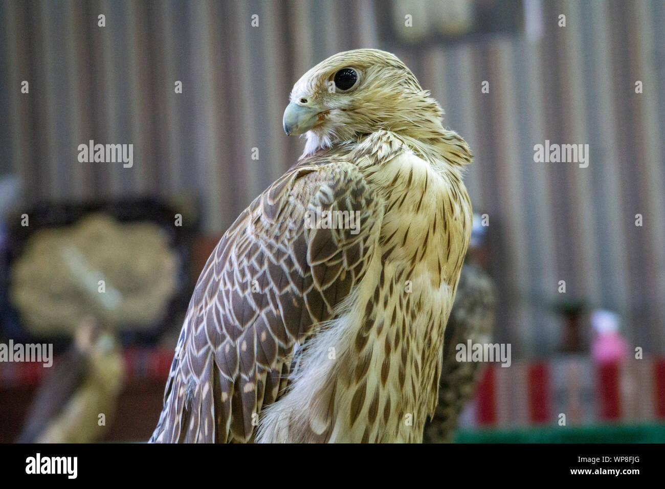 Falcons used in the ancient art and sport of Arabic falconry, in Doha ...
