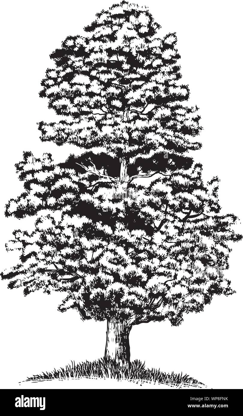 Juniper Tree Drawing
