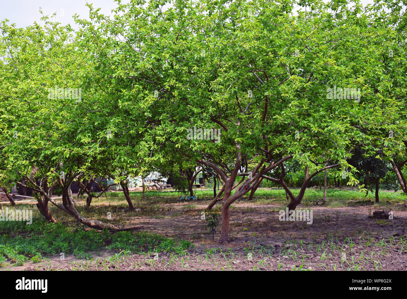 green leaf garden of guava, guava field, agriculture background Stock ...