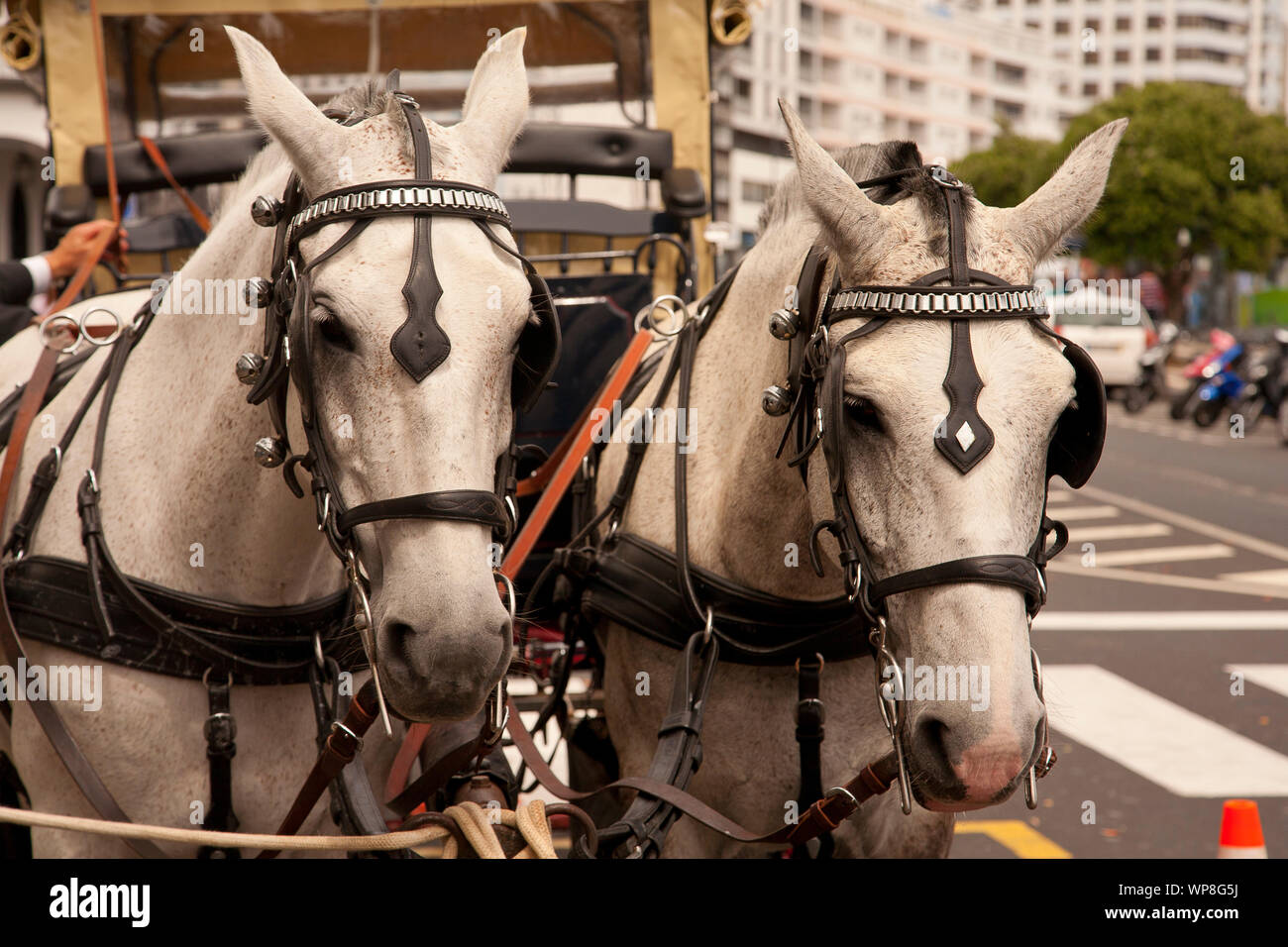 Portuguese horses hi-res stock photography and images - Alamy