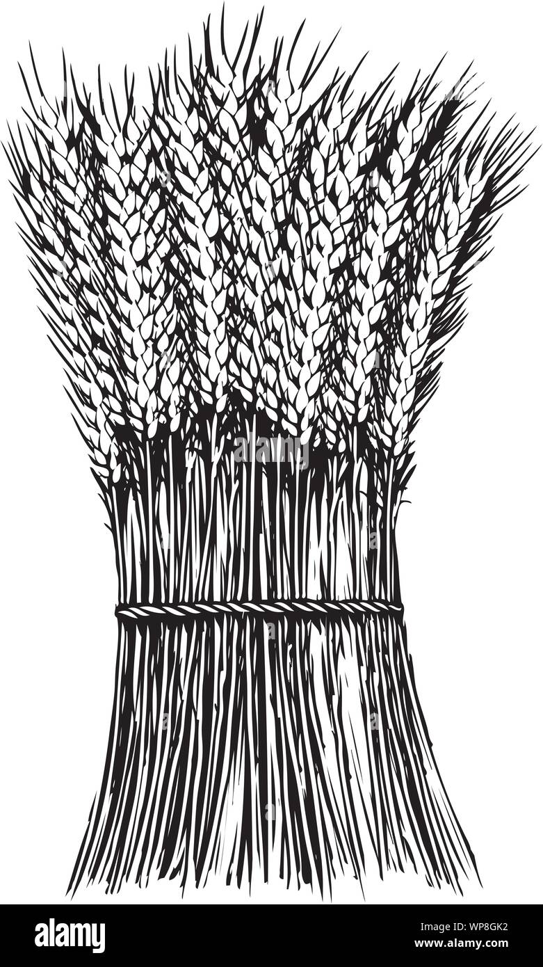 Woodcut illustratio of a stack of wheat Stock Vector Image & Art - Alamy