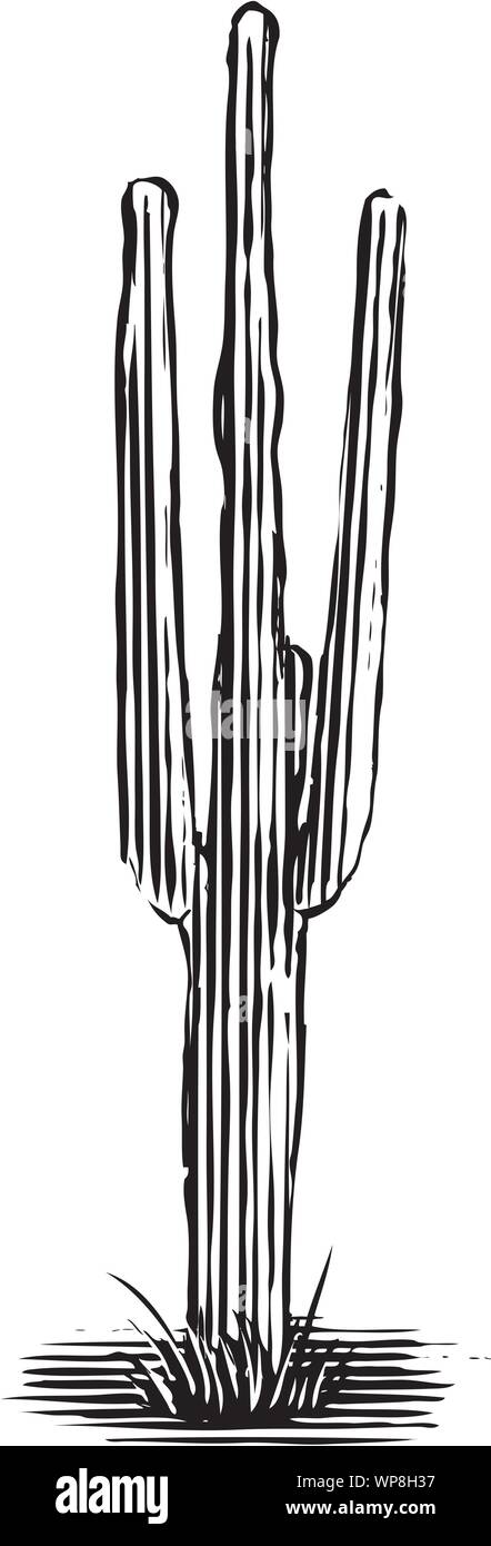 Saguaro cactus vector vectors hi-res stock photography and images - Alamy