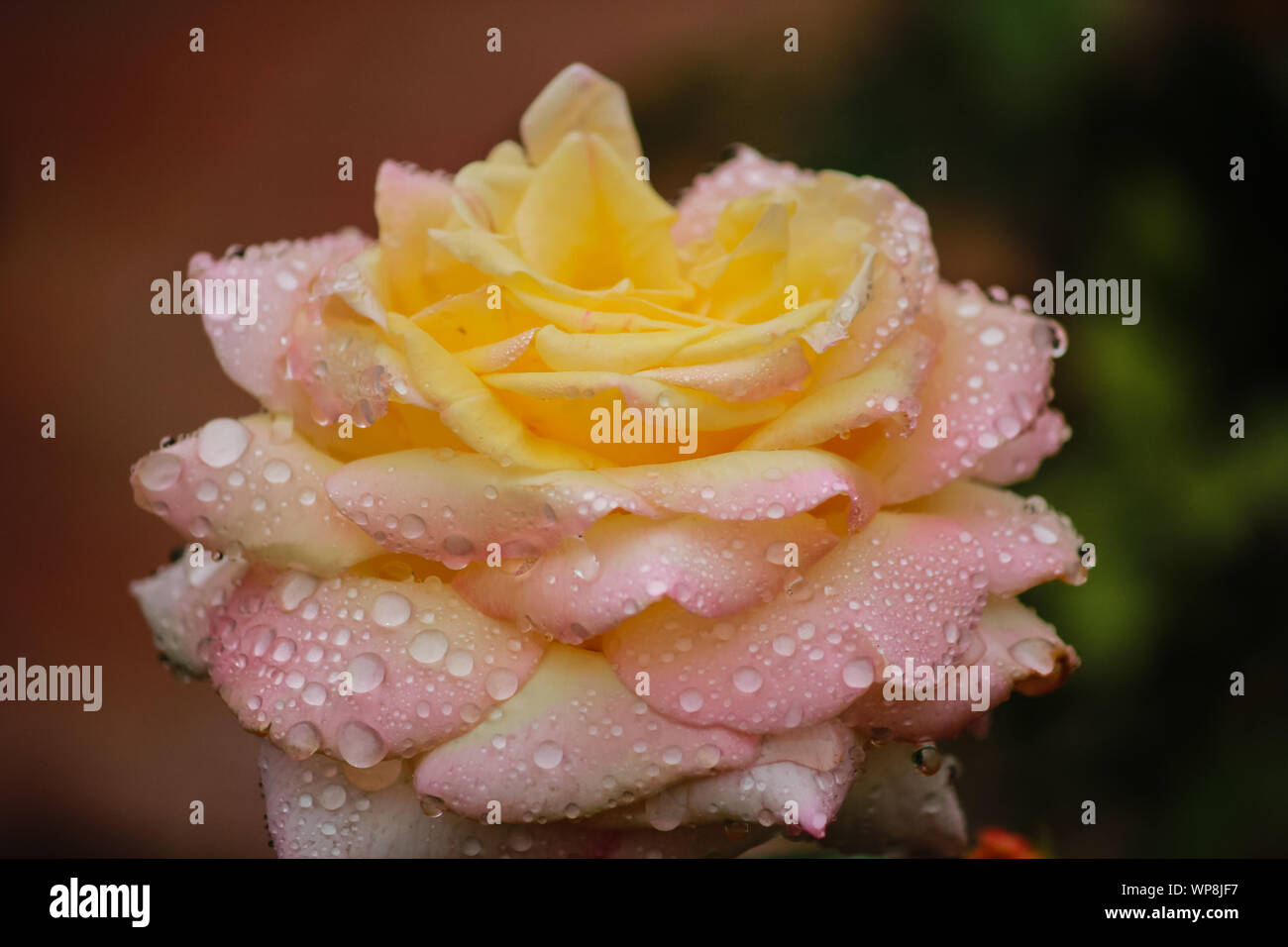 Rosa 'Peace' (Rose 'Peace') hybrid rose - rose with water droplets ...