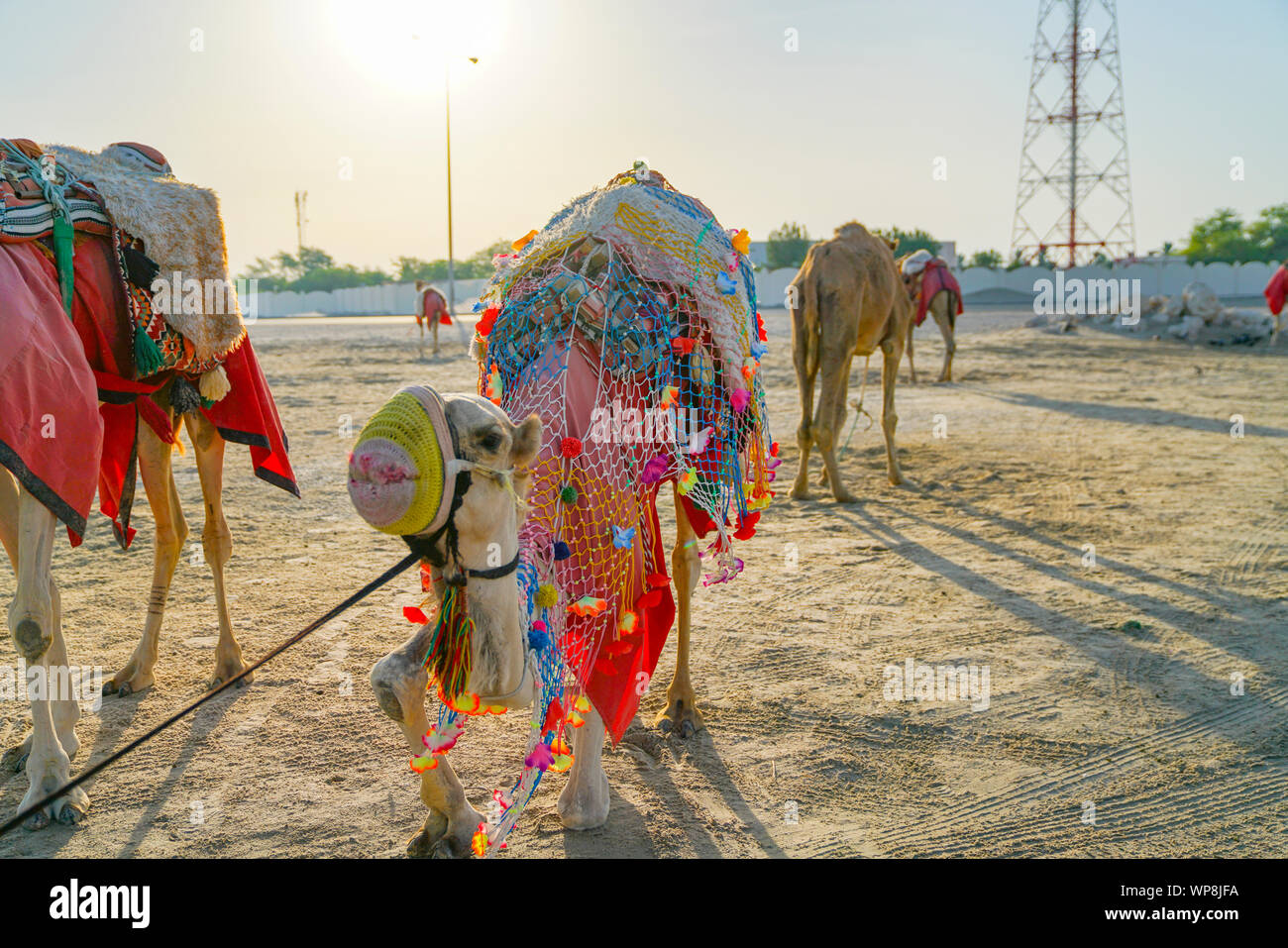 Camel tied up hi-res stock photography and images - Alamy