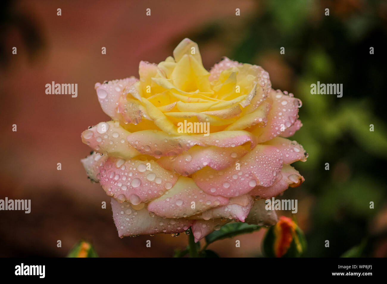 The Peace Rose High Resolution Stock Photography and Images - Alamy
