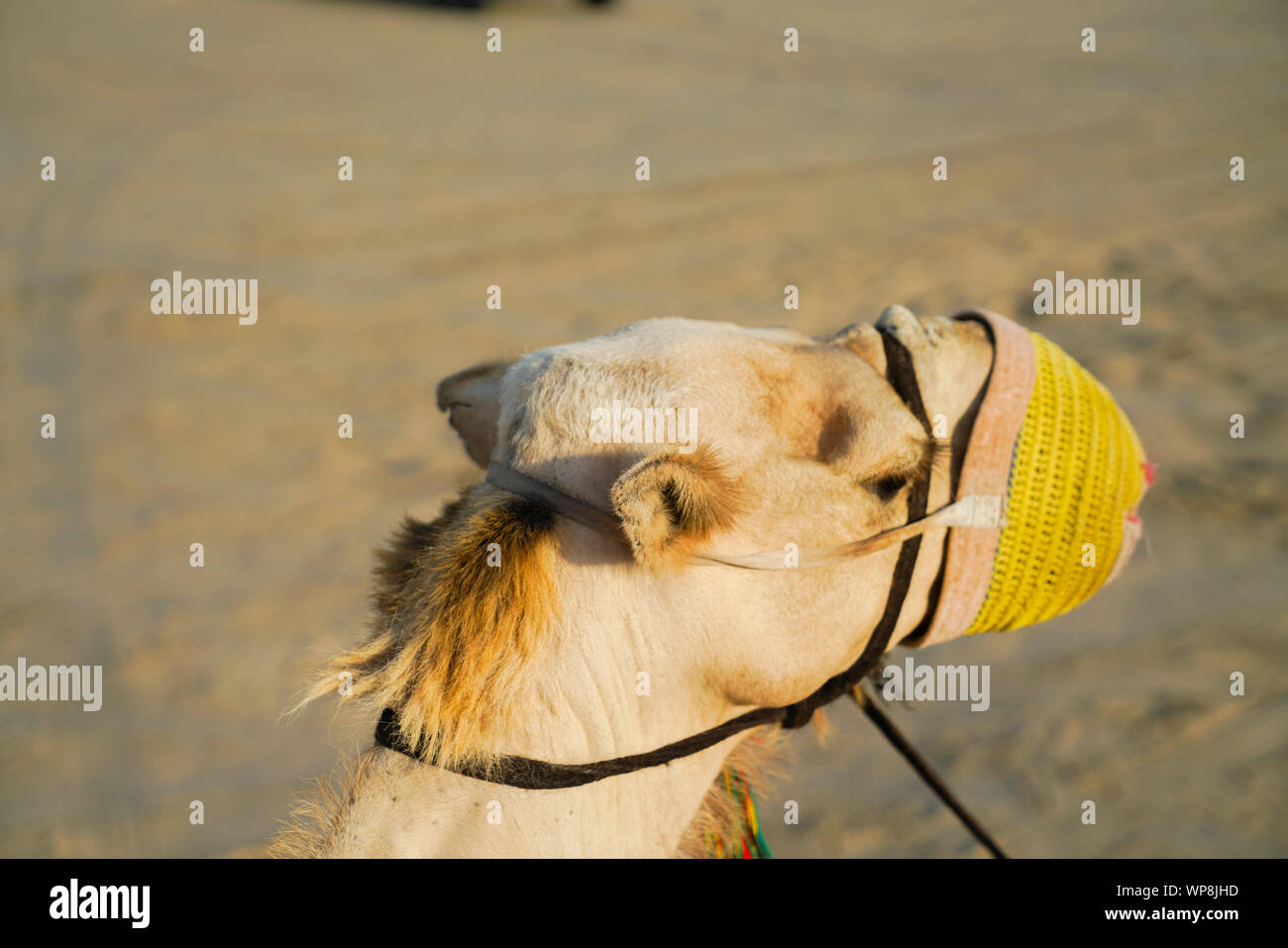 Muzzled camel close-up with yellow knitted muzzle Stock Photo - Alamy