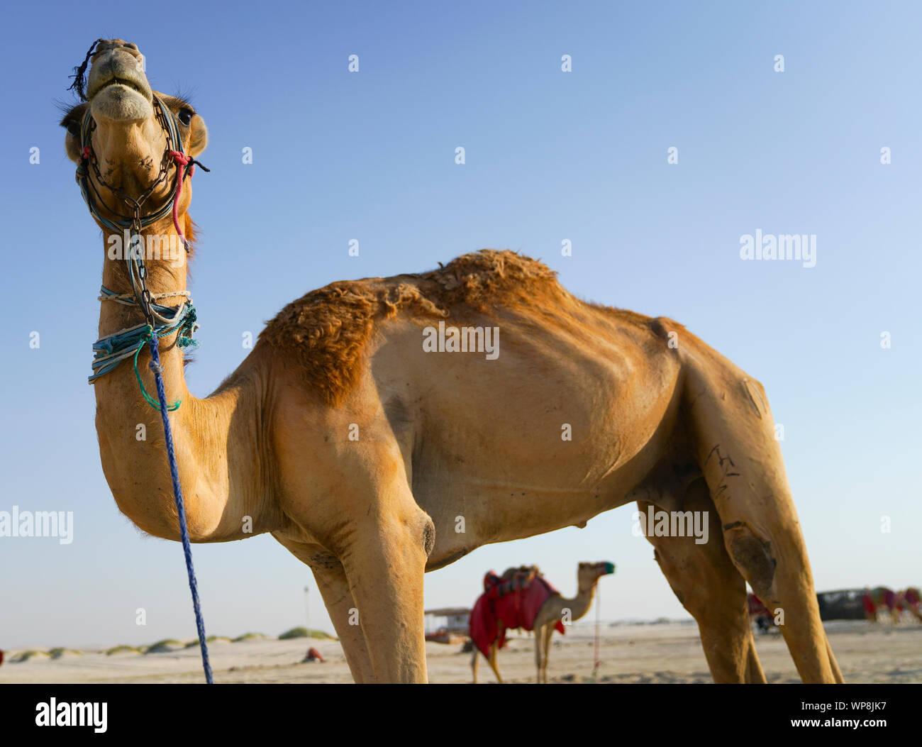 Camels tied waiting tourists to provide the desert experience of a ...
