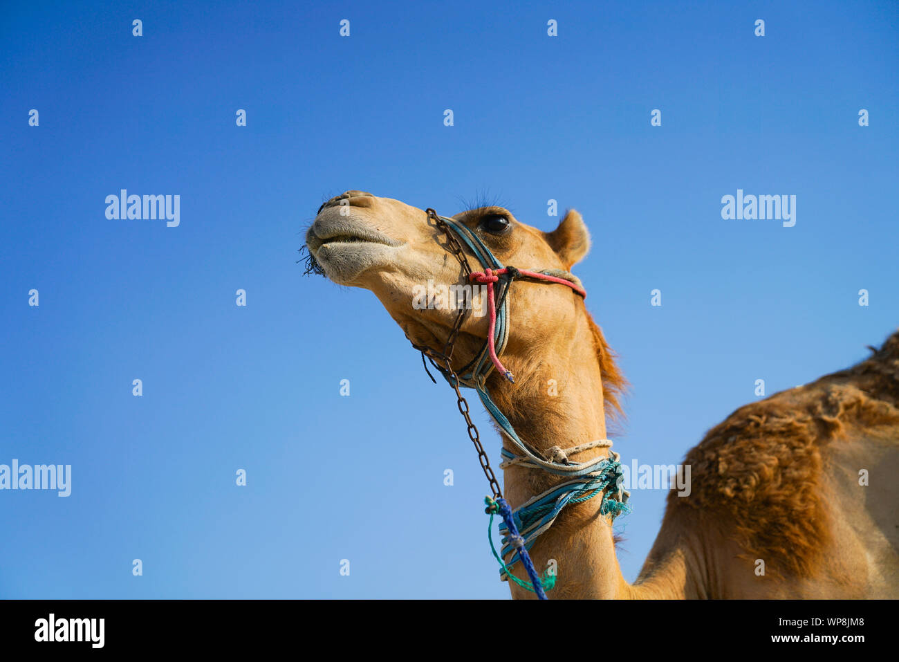Camels tied waiting tourists to provide the desert experience of a ...