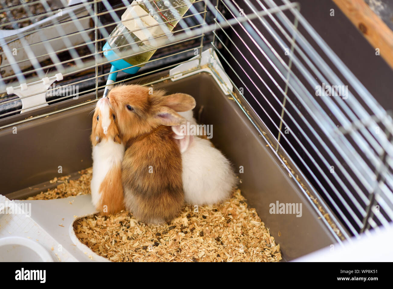 Diverse cute animals drinking water from plastic bottle on the pet shop ...