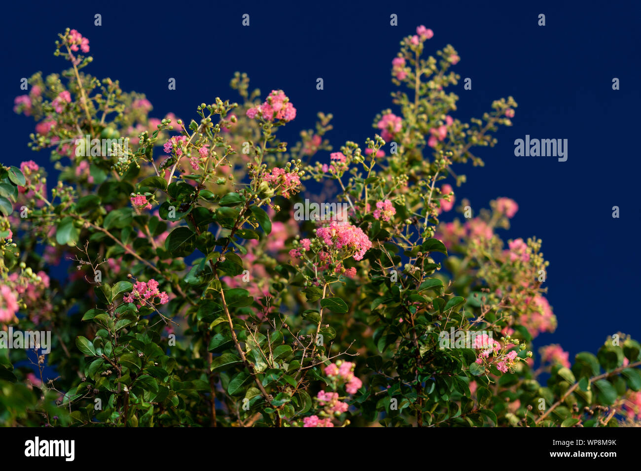 Twilight crape myrtle tree hi-res stock photography and images - Alamy
