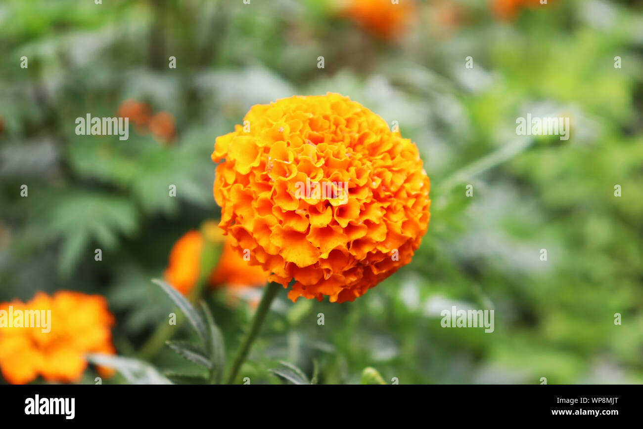 Marigold flowers on the tree with green leaves background Stock Photo ...