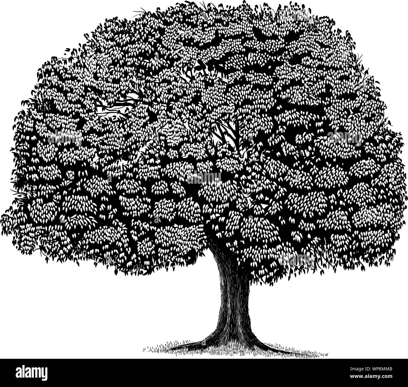 Woodcut illustration of a full-grown tree isolated Stock Vector Image ...