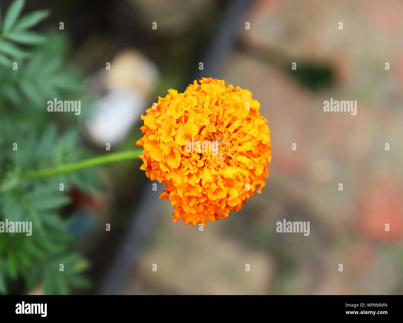 Nice marigold flowers on the tree with green leaves background Stock ...