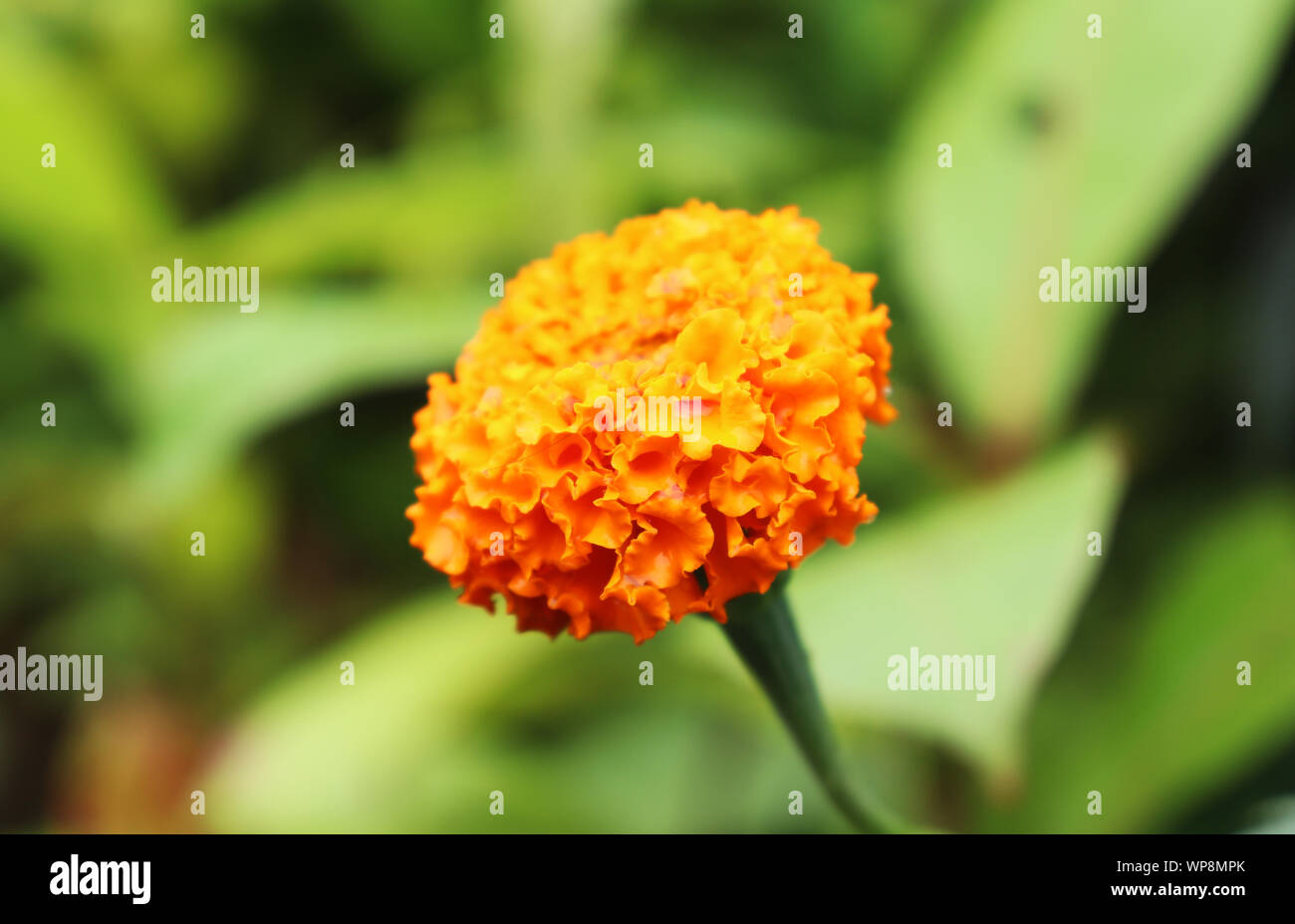 Beautiful marigold flower in garden hi-res stock photography and images ...