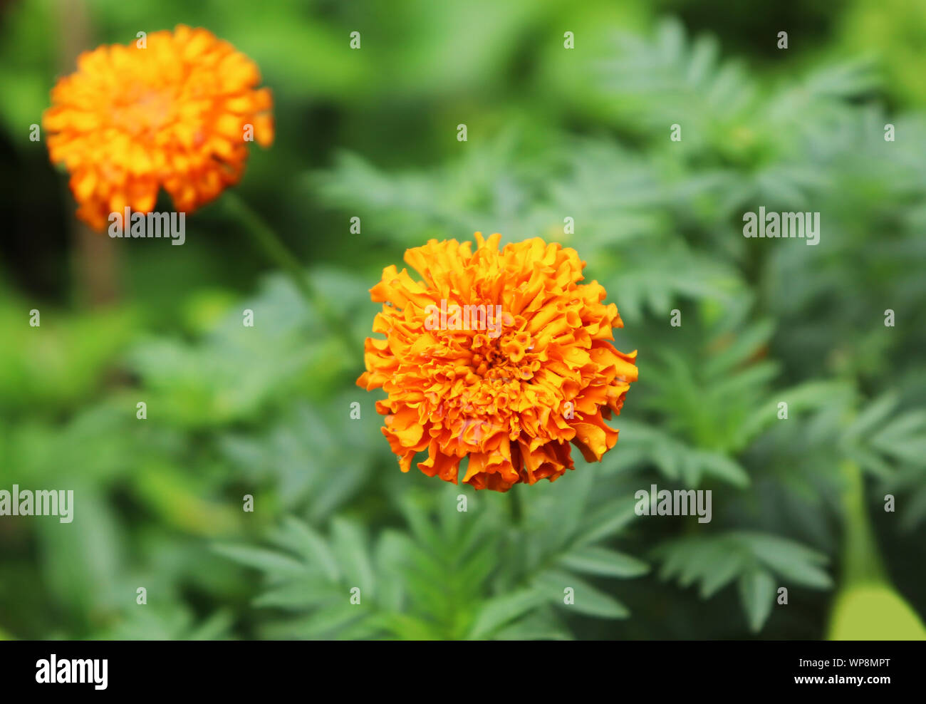 Beautiful marigold flower in garden hi-res stock photography and images ...