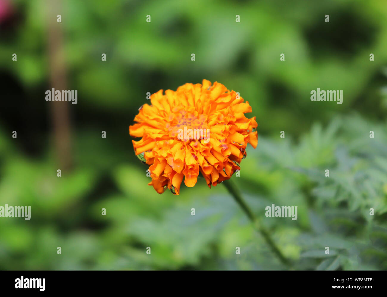 Marigold flowers on the tree with green leaves background. Yellow ...