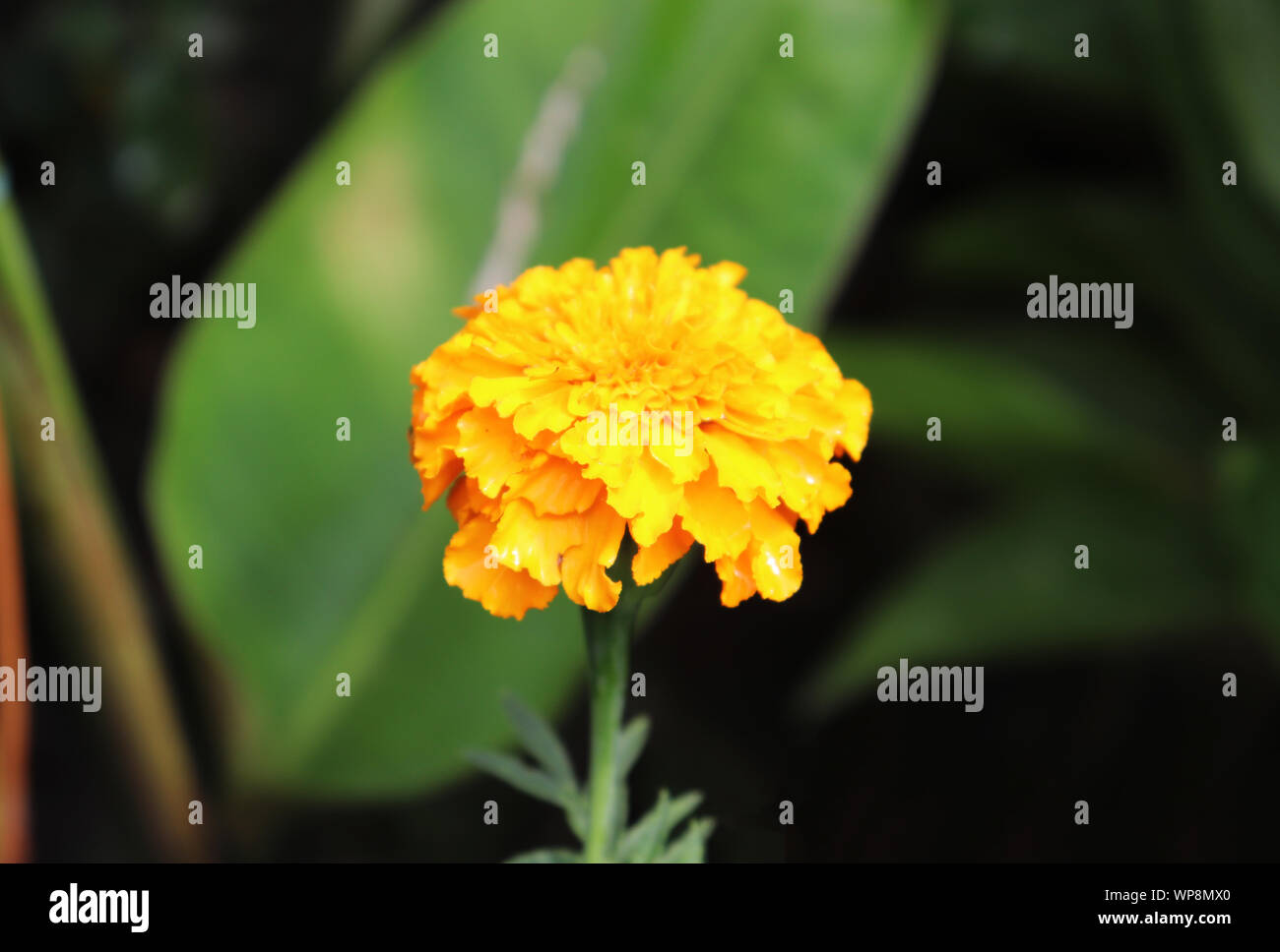 Mari gold hi-res stock photography and images - Alamy