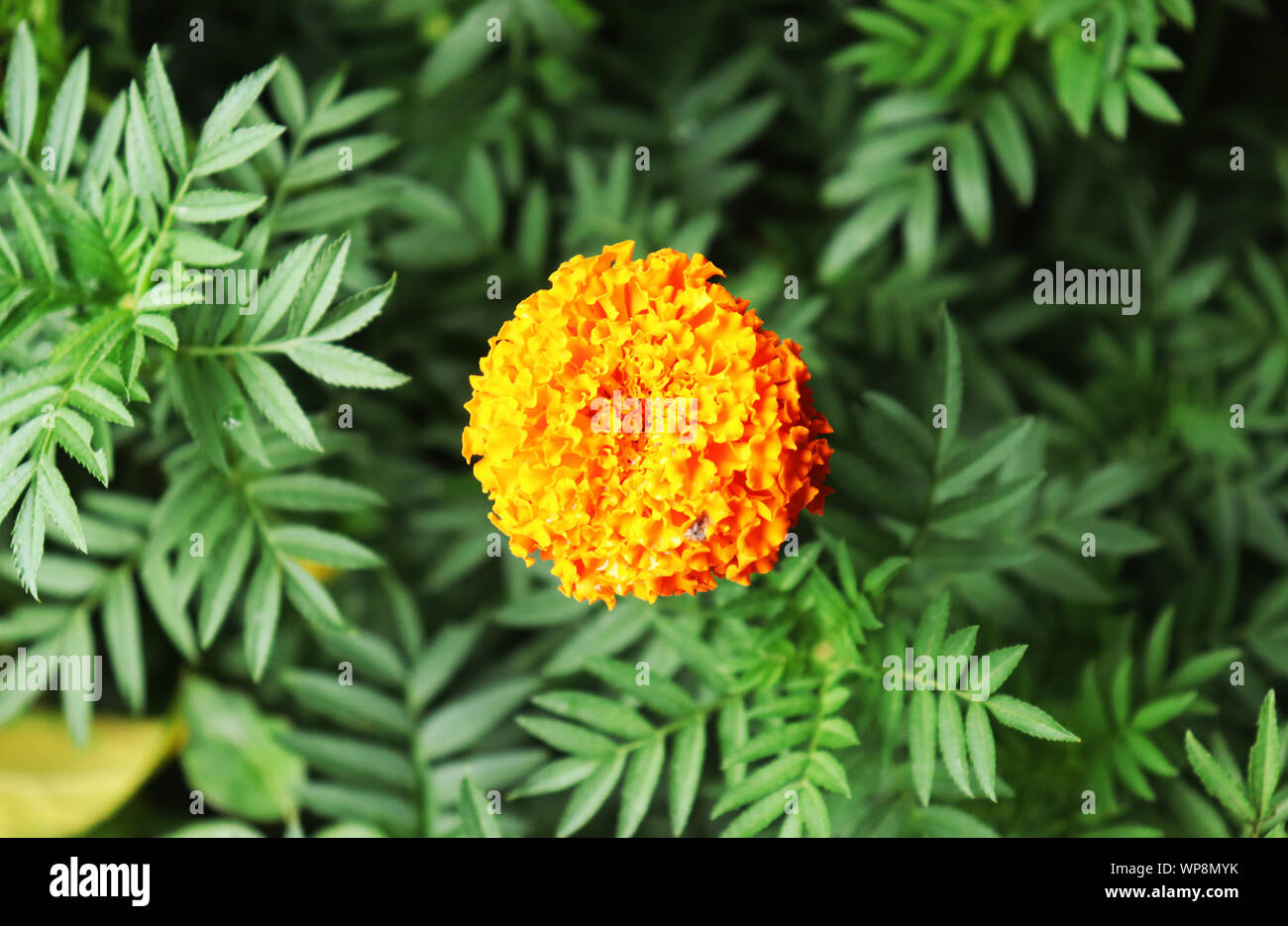 Mari gold hi-res stock photography and images - Alamy