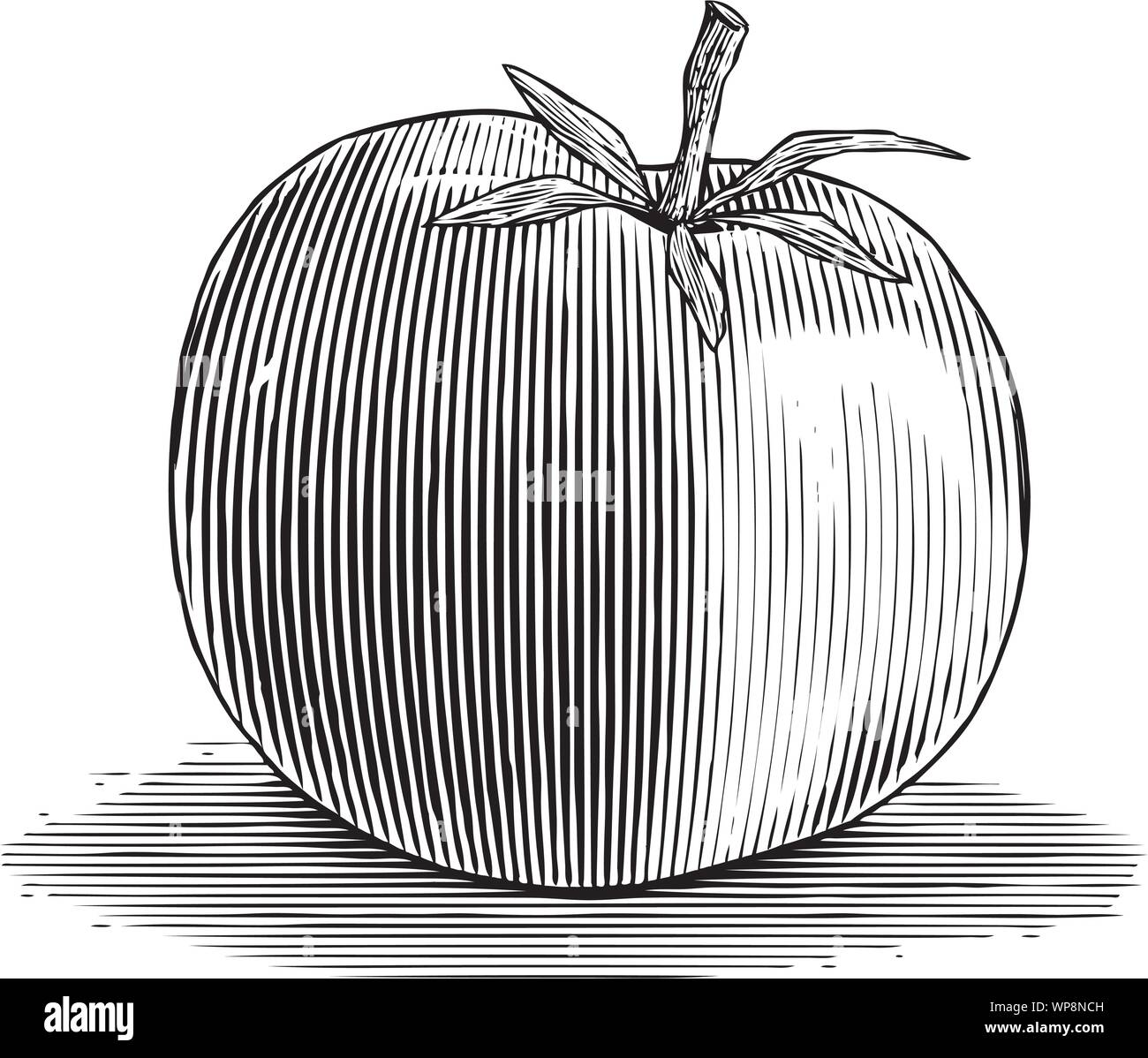 Woodcut illustration of a tomato Stock Vector Image & Art - Alamy