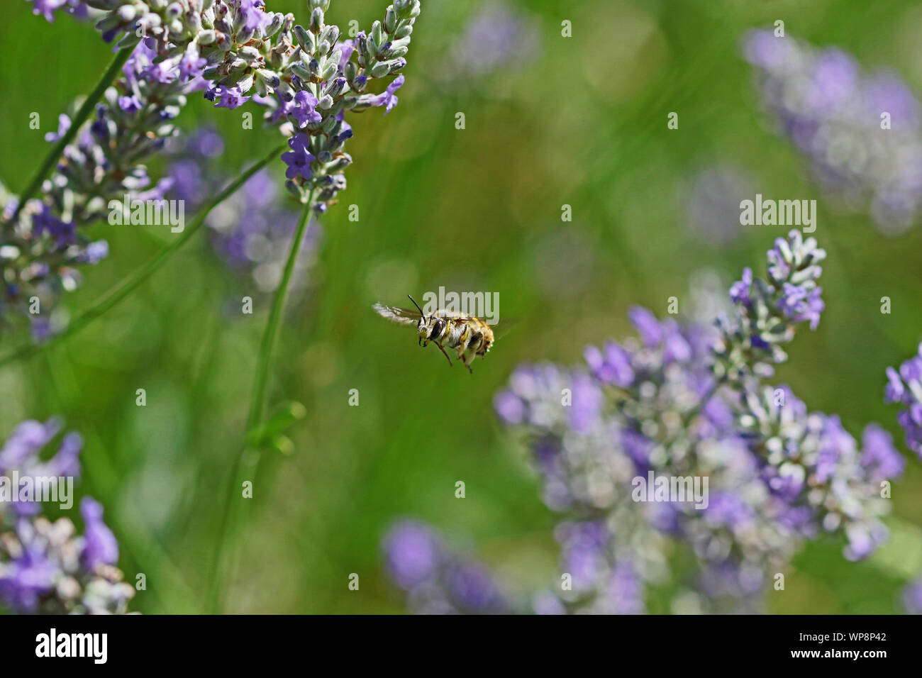 wool carder bee in mid flight very close up Latin anthidium manicatum ...