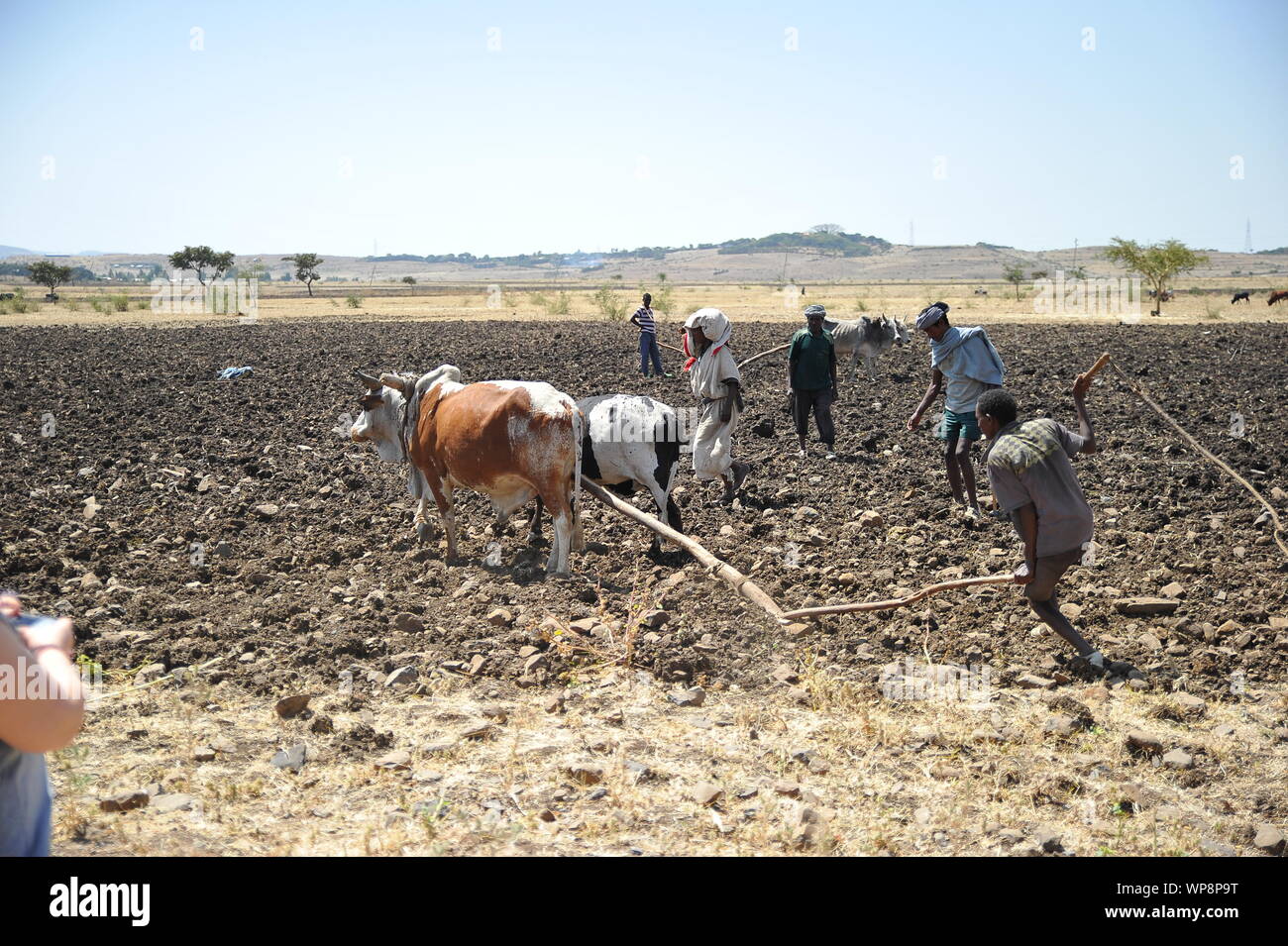 Ethiopian farmer hi-res stock photography and images - Alamy