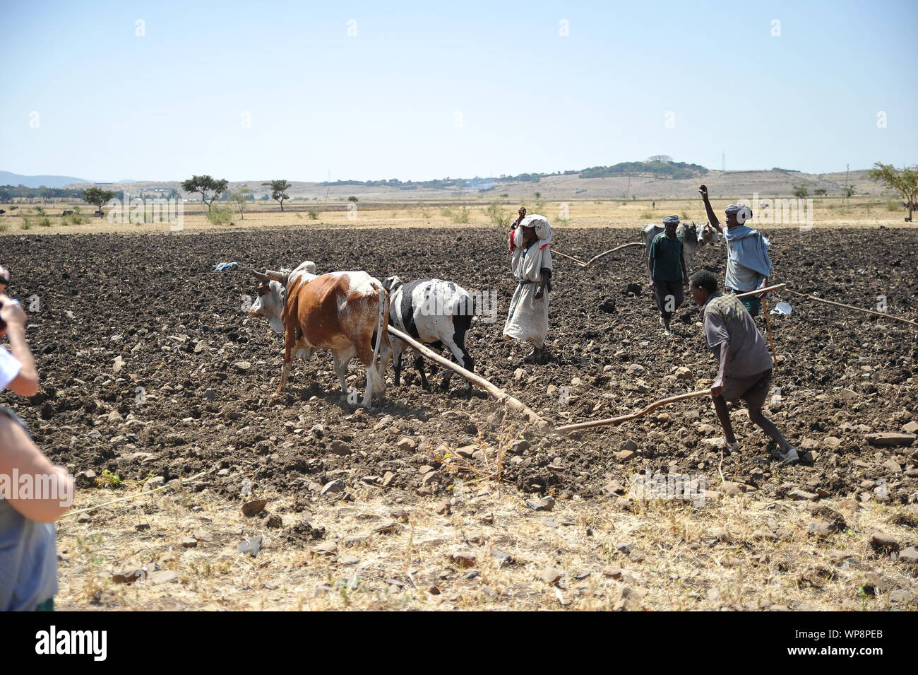 Men at work in a field Stock Photo - Alamy
