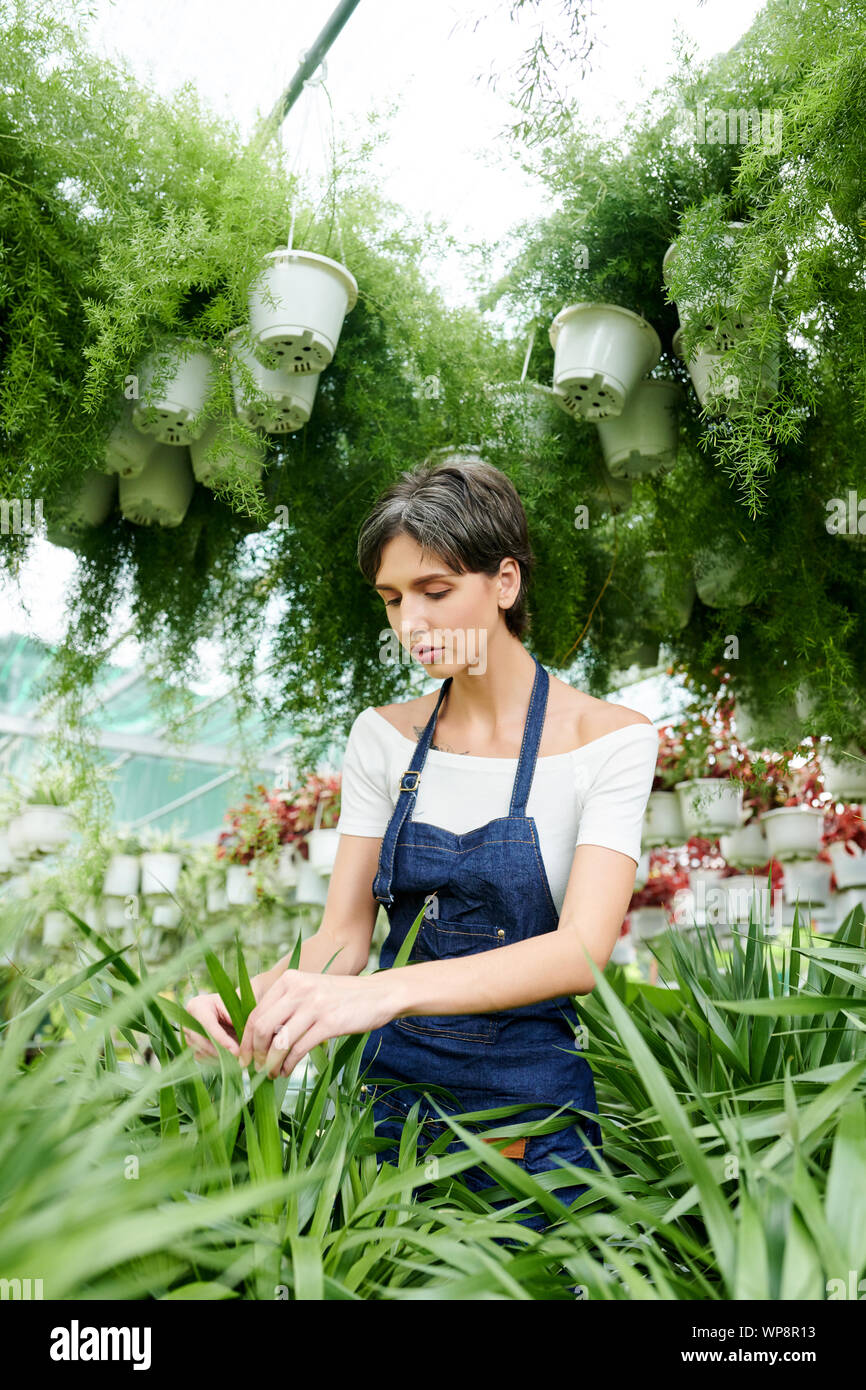 Serious botanist working in greenhouse and touching leaves of growing ...