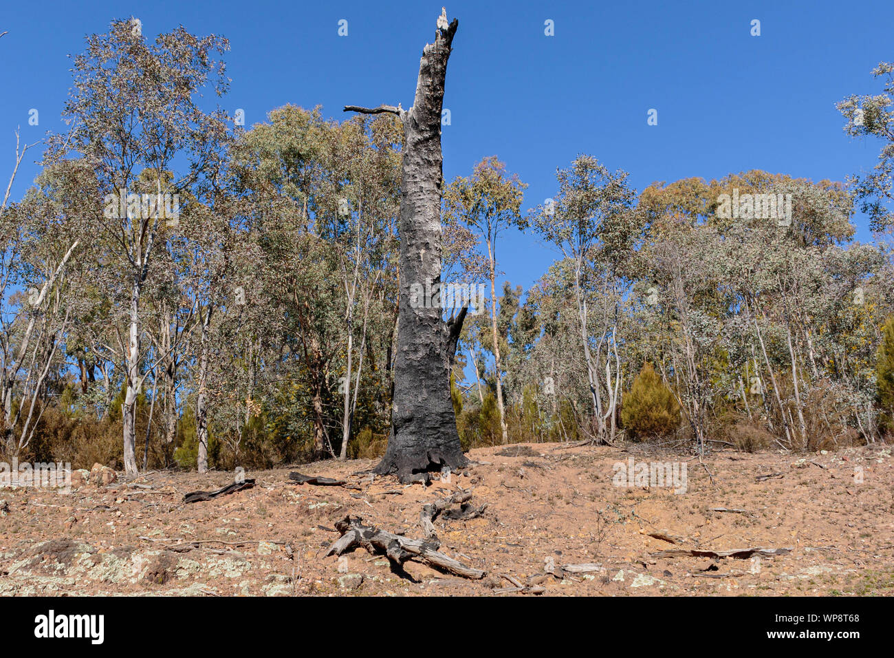 Burnt tree trunk hi-res stock photography and images - Alamy