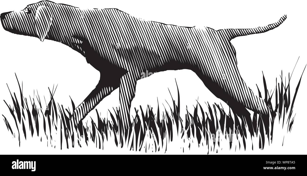 Setter on point Stock Vector Images - Alamy