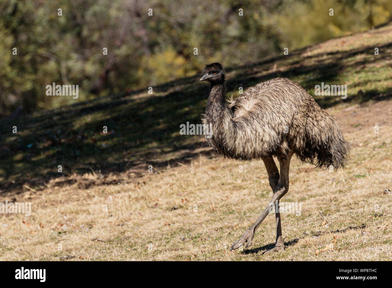 Emu looking at you hi-res stock photography and images - Alamy