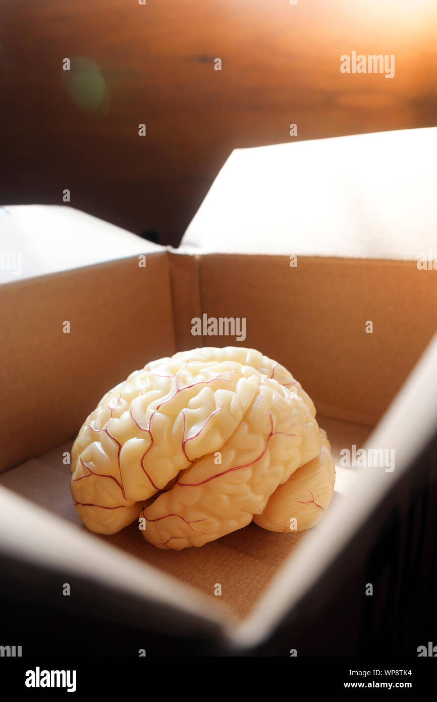 Close-up of human brain anatomical model in an open box with lens flare ...