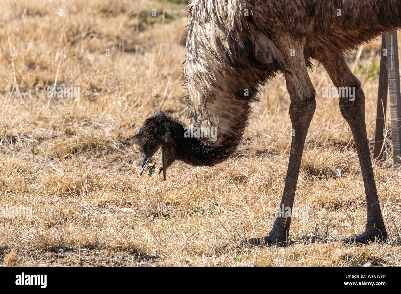 Emu looking for food on at the lower Cotter, ACT, Australia on a winter ...