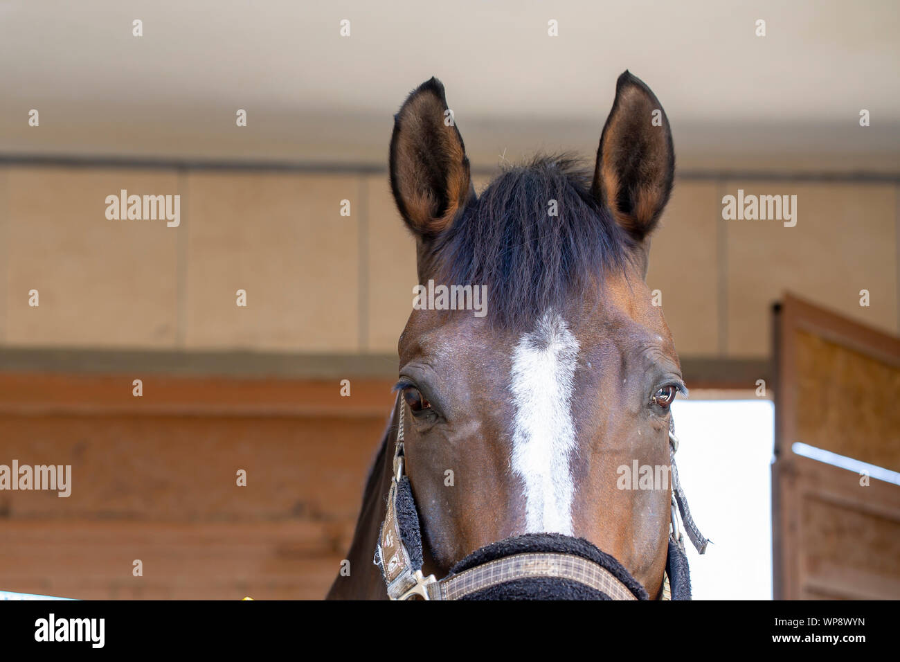 Stable and Horse, Race horse care Stock Photo - Alamy