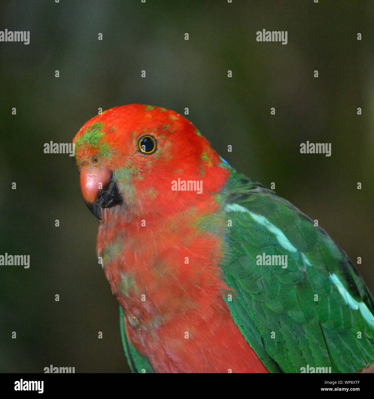 Bright coloured bird hi-res stock photography and images - Alamy