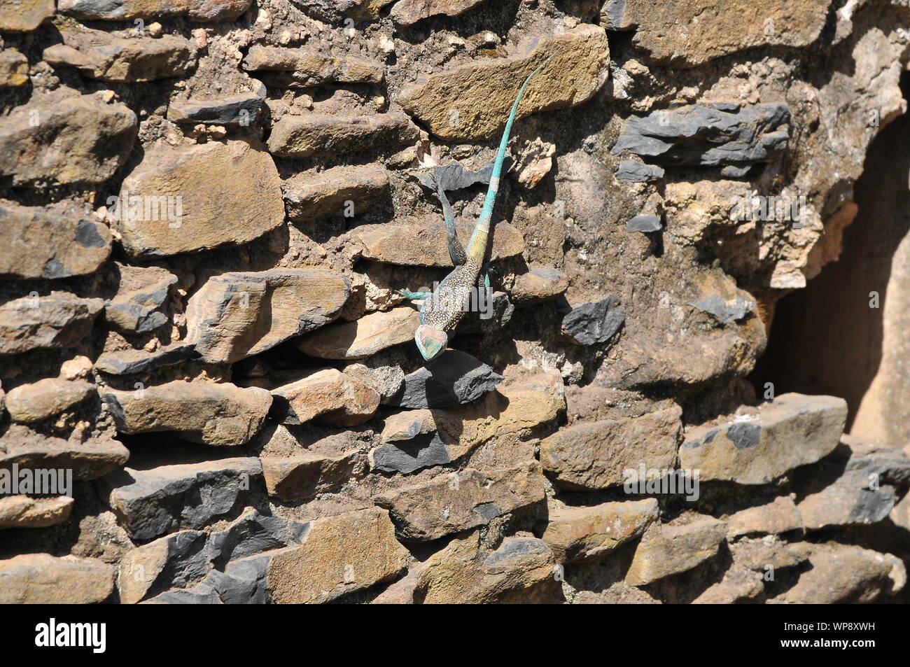 Ethiopian Lizard High Resolution Stock Photography and Images - Alamy