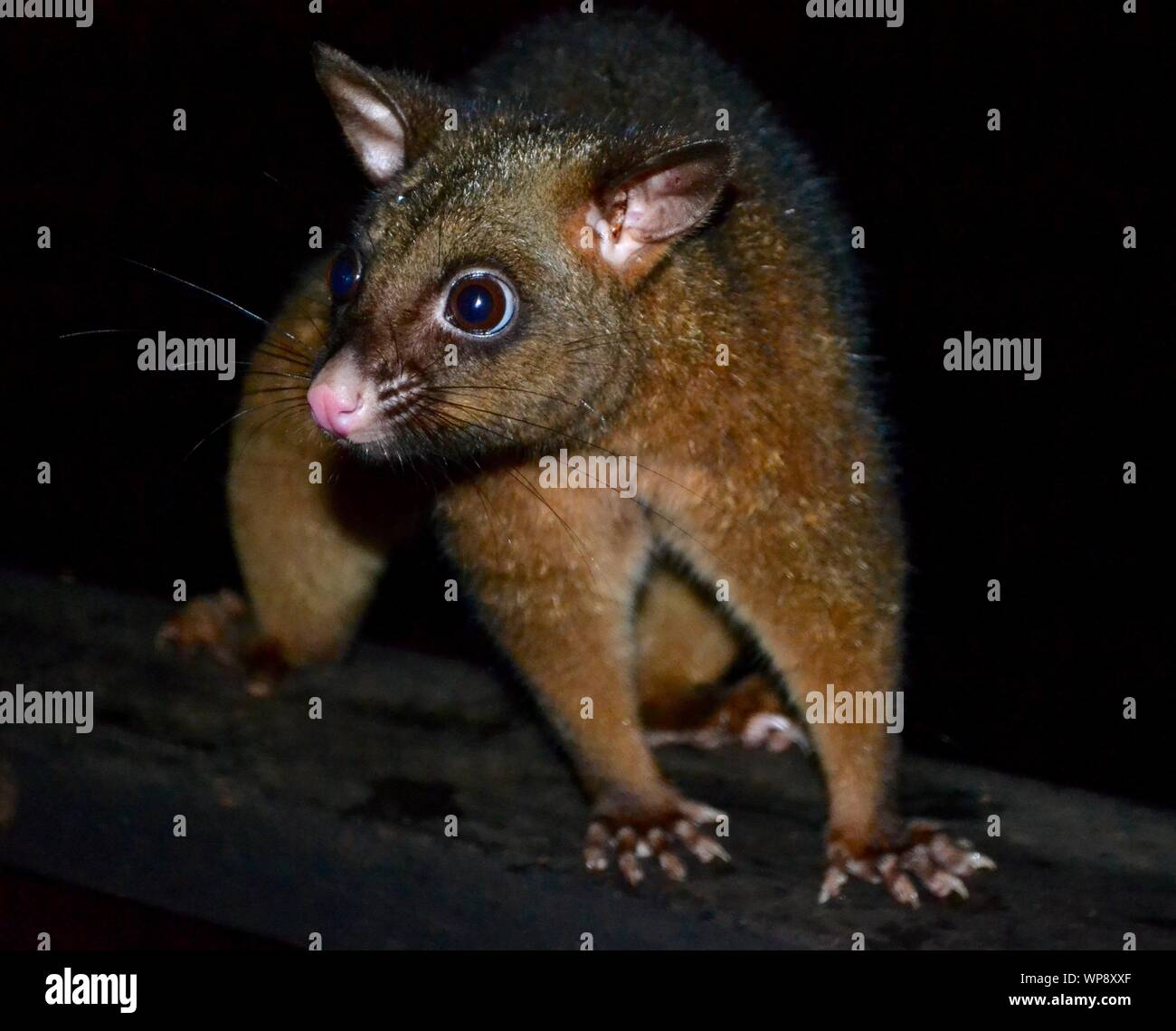 Large brushtail possum taken by surprise at night on a veranda in the ...